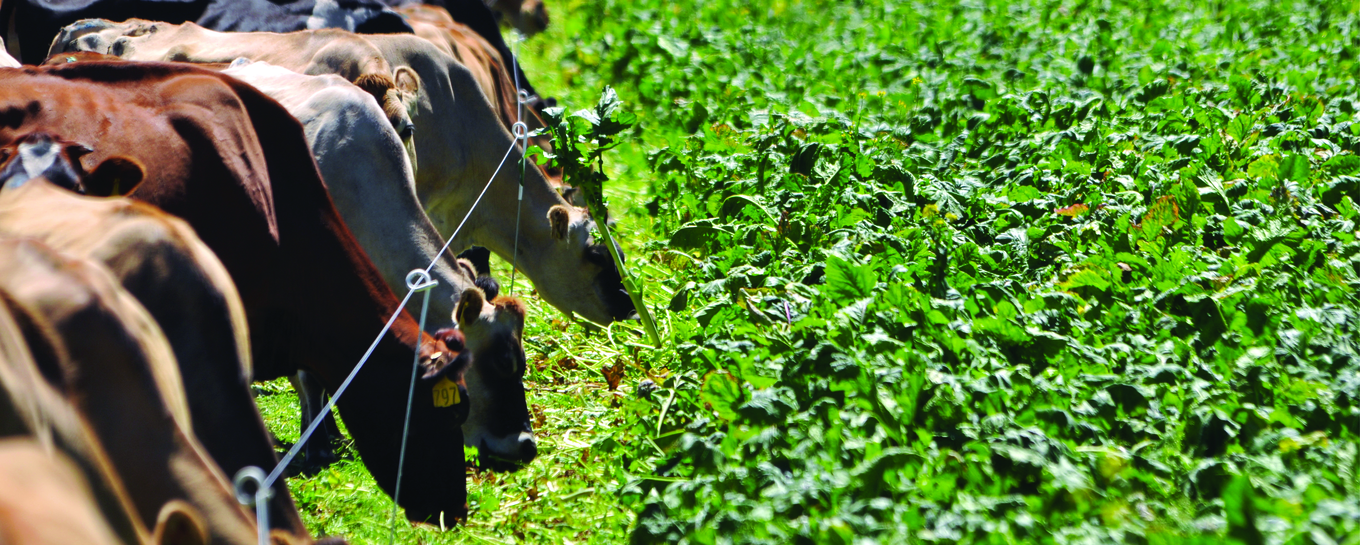 Grazing brassica crop selection | AgOnline